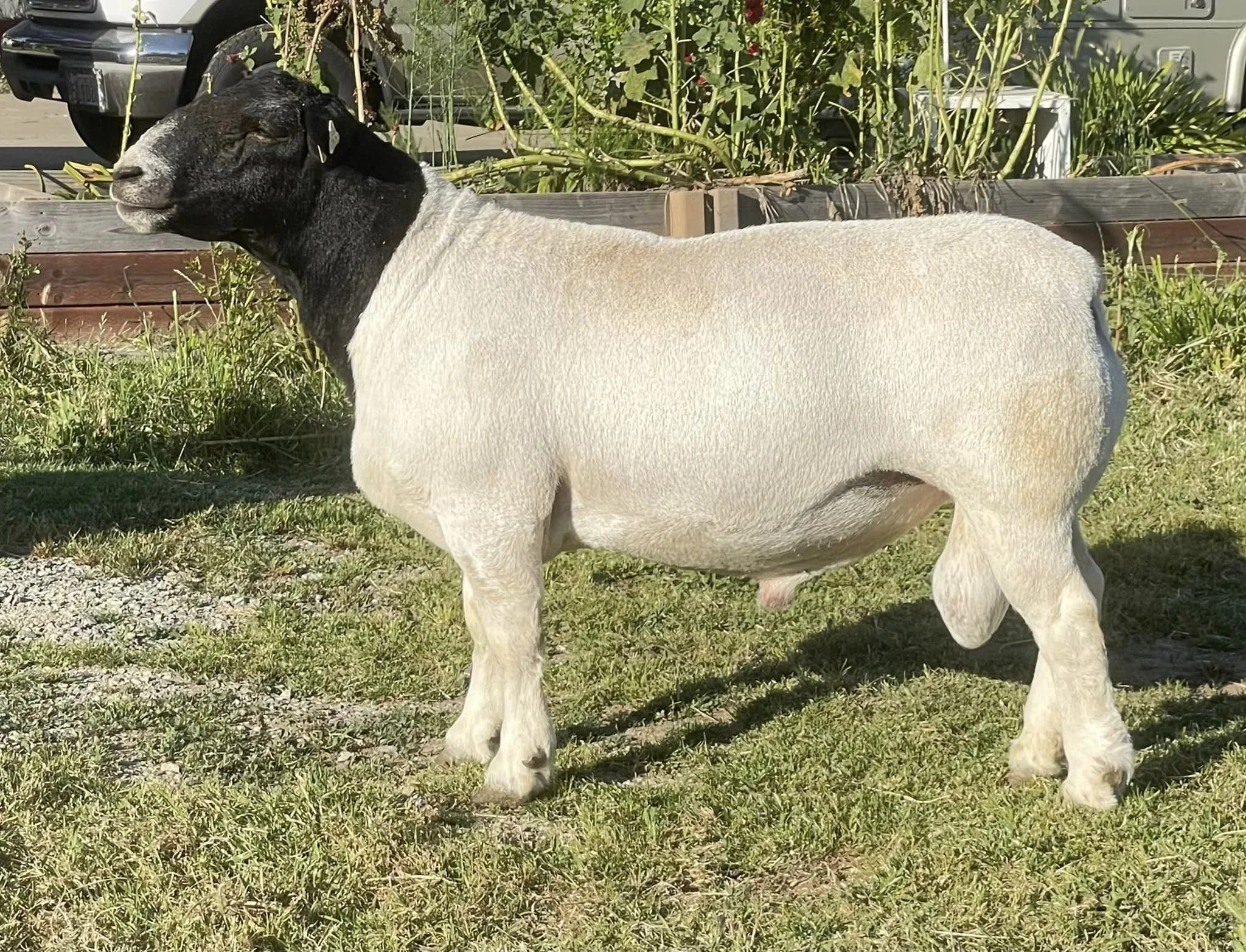 sheep, dorpers, ram, south african, hair, ewe, dorper, champion, dk ...