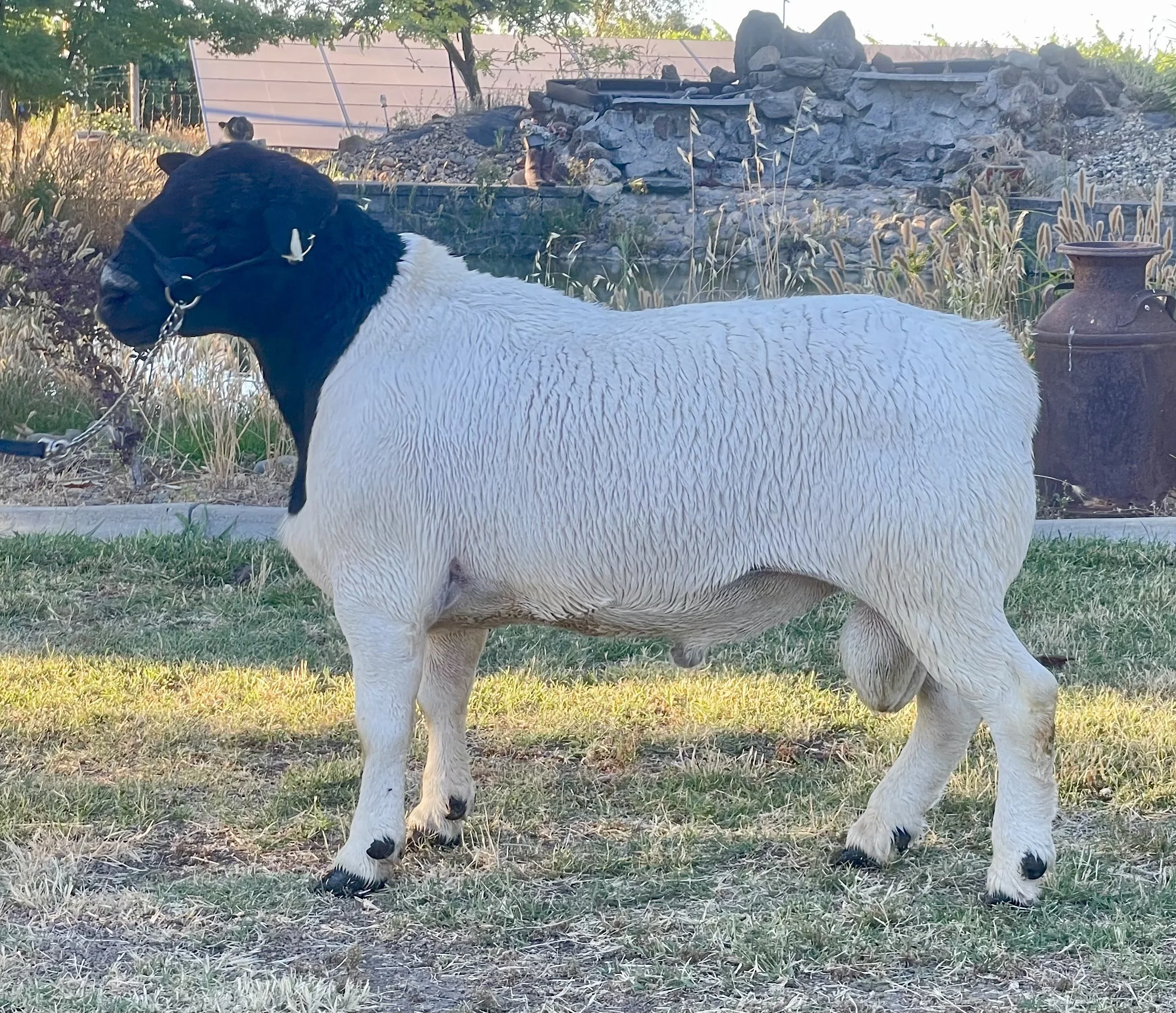 sheep, dorpers, ram, south african, hair, ewe, dorper, champion, dk ...
