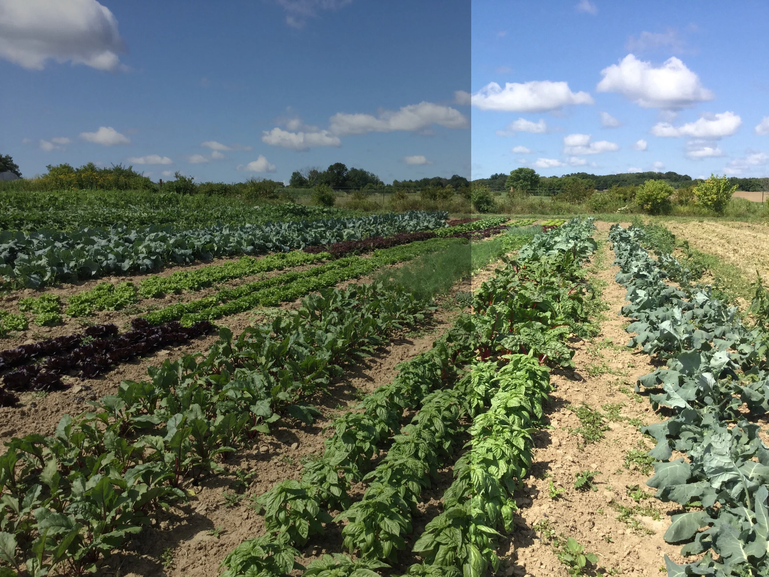 Patchwork Green Farm