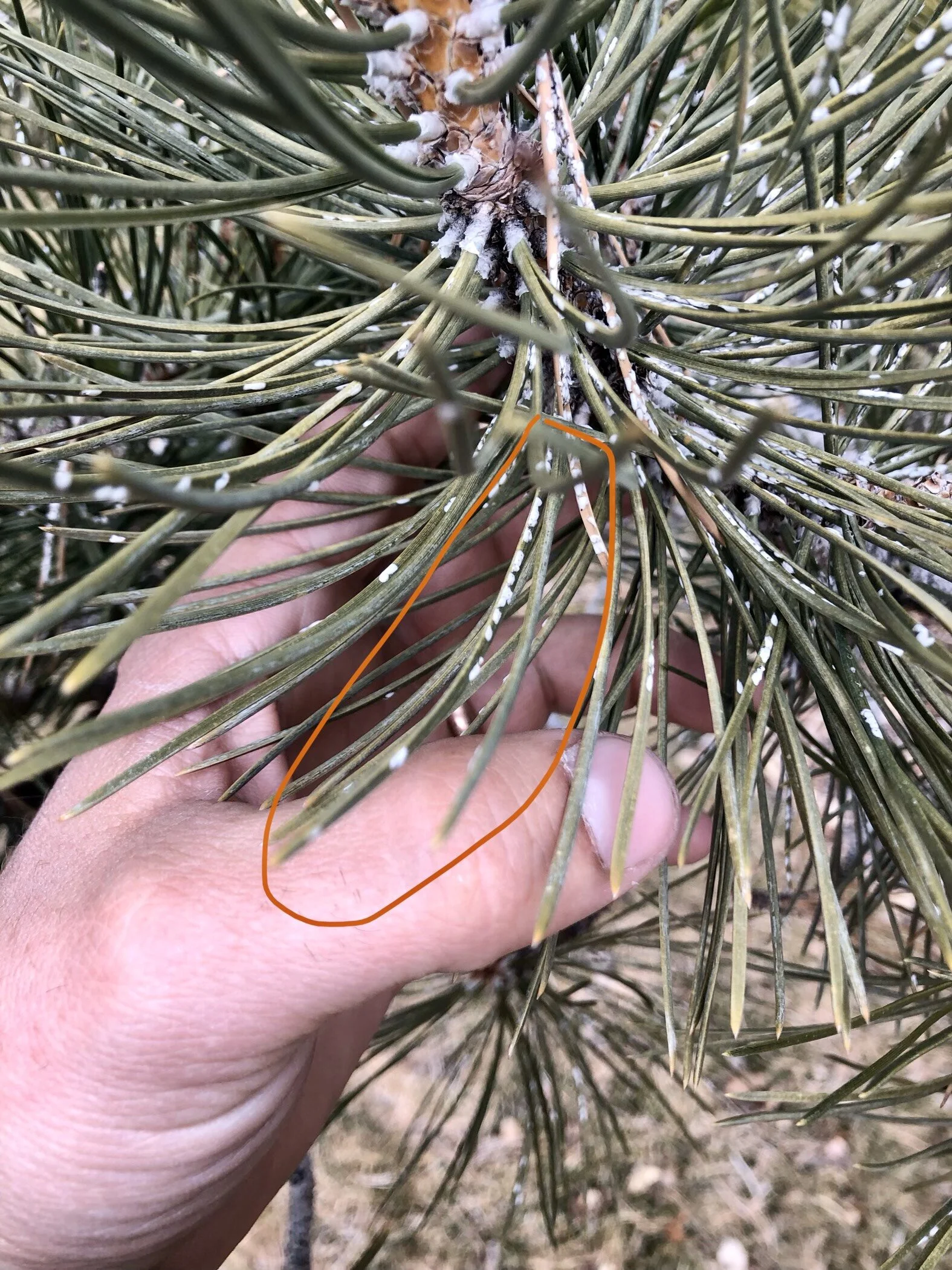 Pine Scale and White Pine Weevil — Evergreen Lawn and Tree