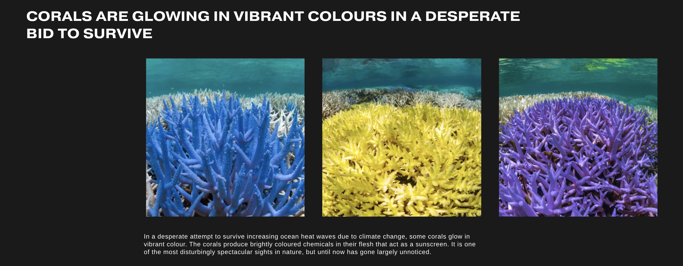 Greenwashed Conservation and Pantone's Colour of the Year — Little Fox ...