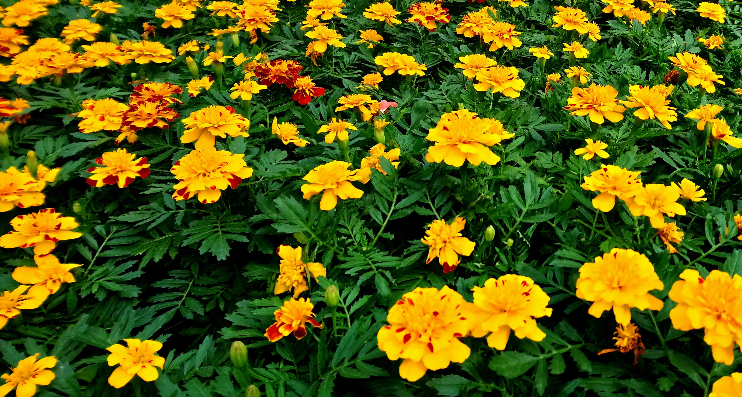 Roubos Greenhouses / Hamilton and Niagara's Finest Flowers and Bedding ...