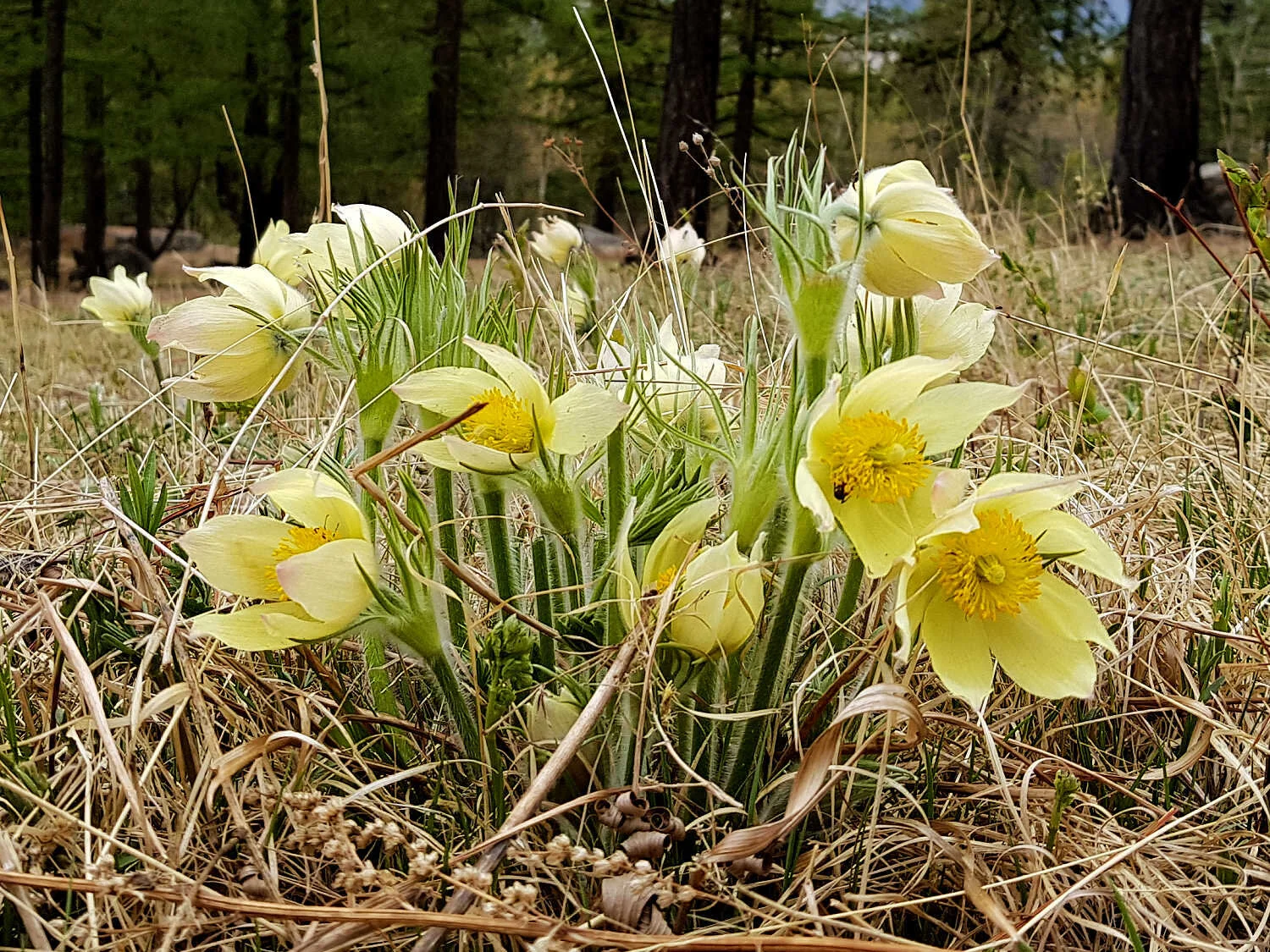 Wild Flowers of Mongolia- 12 Types to Spot in Early Spring — Jenny ...