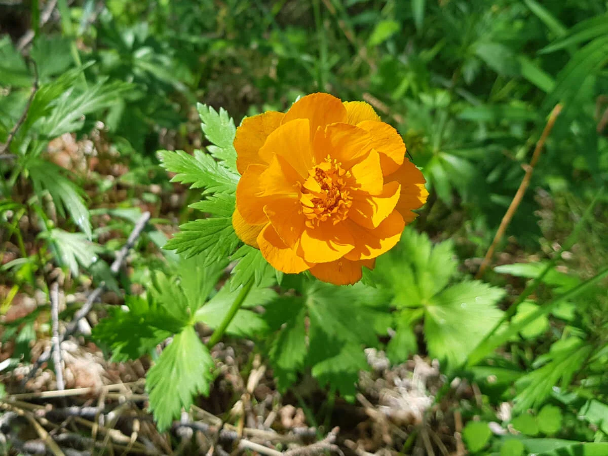 Summer Wild Flowers Mongolia — Jenny Sandiford