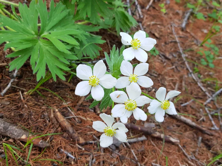 Summer Wild Flowers Mongolia — Jenny Sandiford