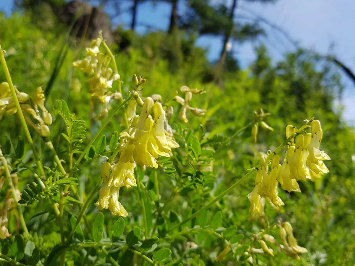 Summer Wild Flowers Mongolia — Jenny Sandiford