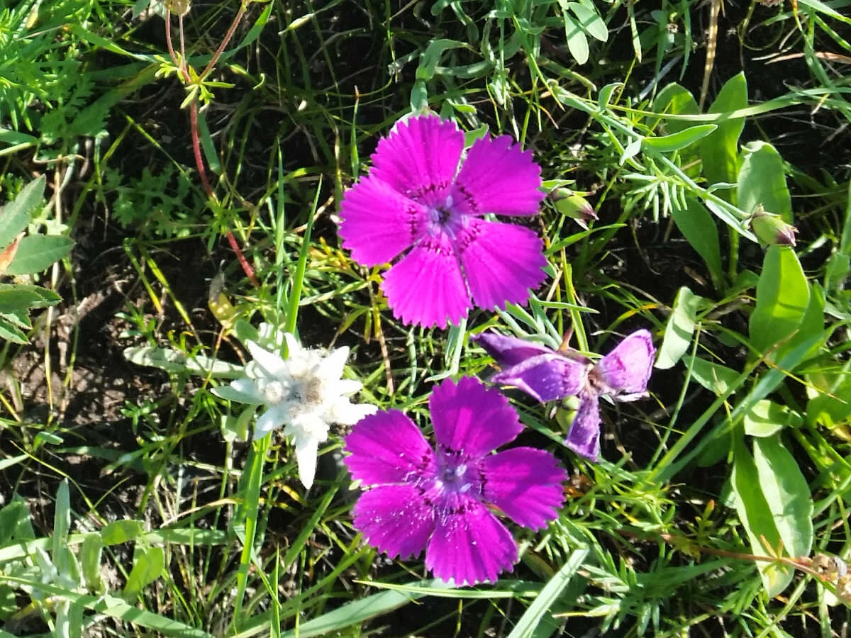 Summer Wild Flowers Mongolia — Jenny Sandiford