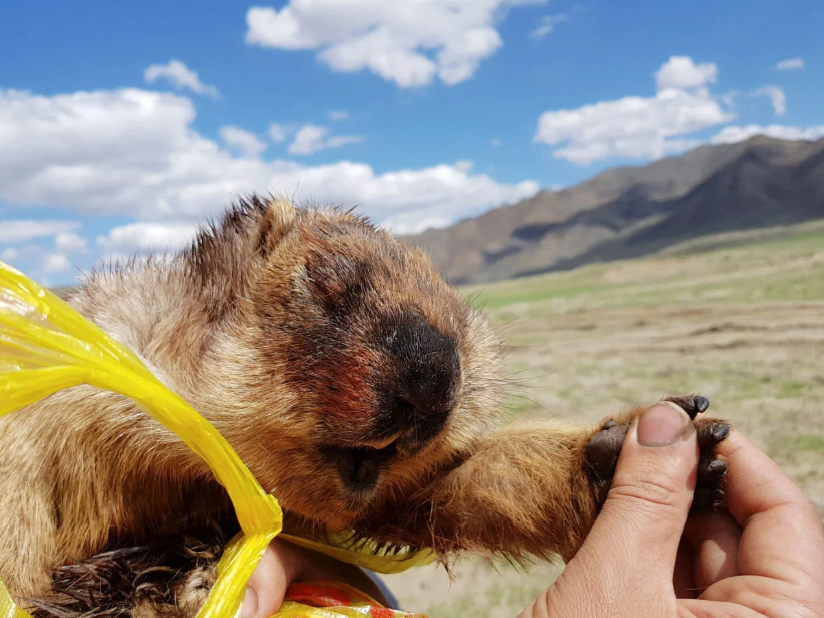 29 Traditional Foods To Try On Your Trip To Mongolia — Jenny Sandiford