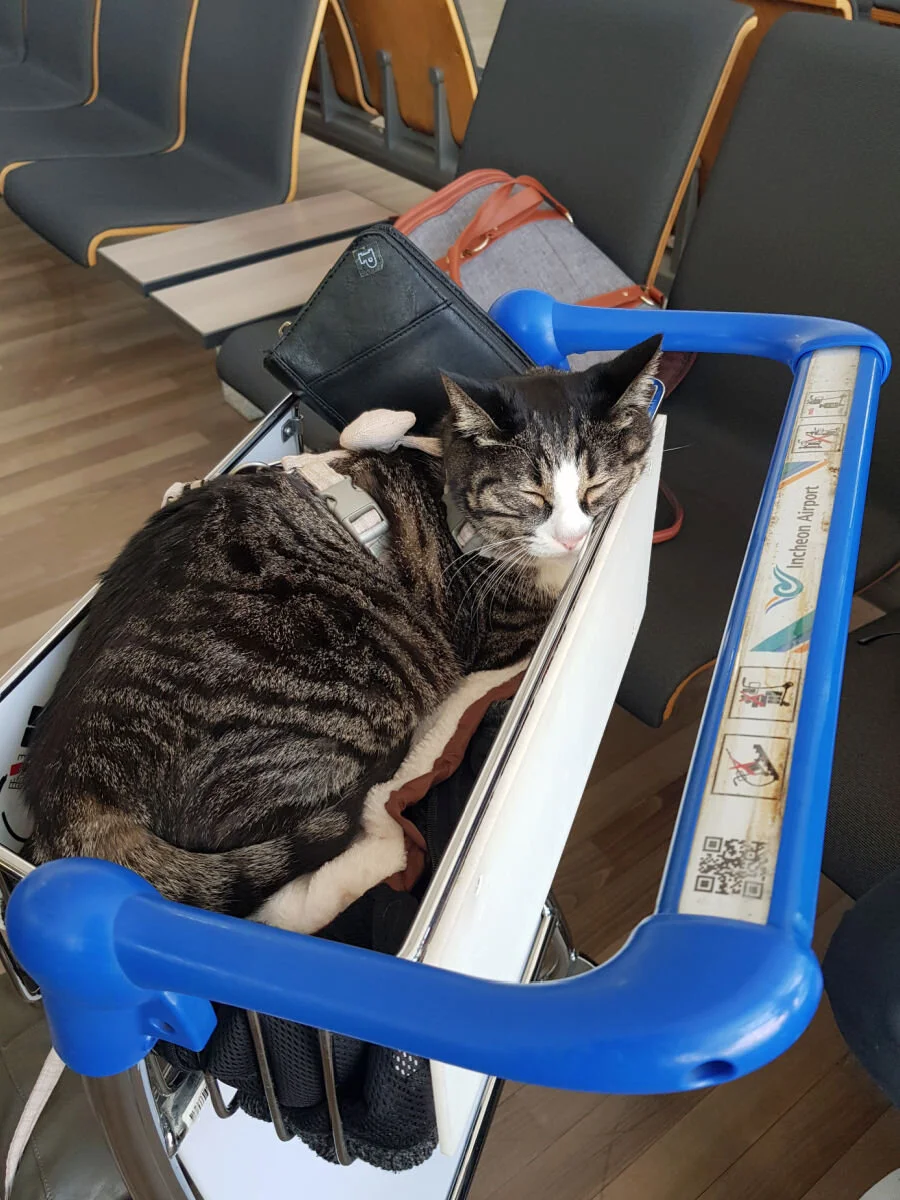 Flying Internationally With Cats- Chinggis and Shemo's Big Adventure ...