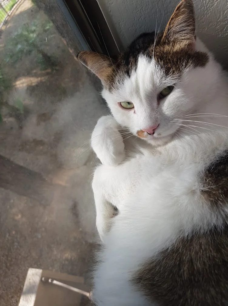 Flying Internationally With Cats- Chinggis and Shemo's Big Adventure ...