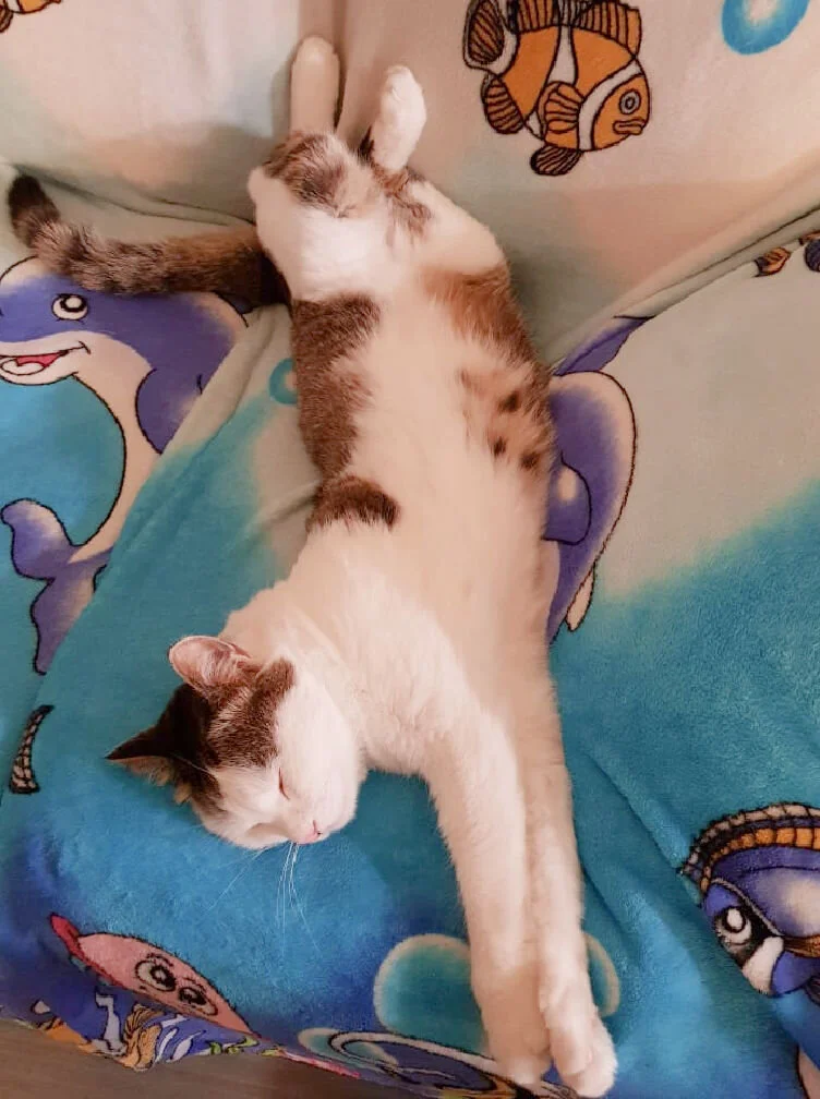 Flying Internationally With Cats- Chinggis and Shemo's Big Adventure ...