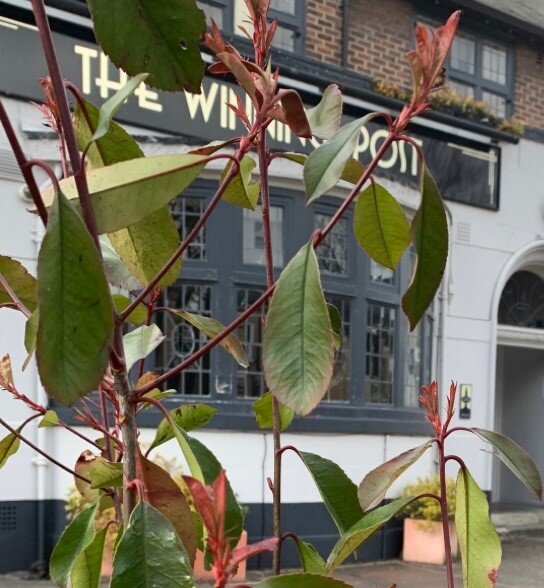 Winning Post - York