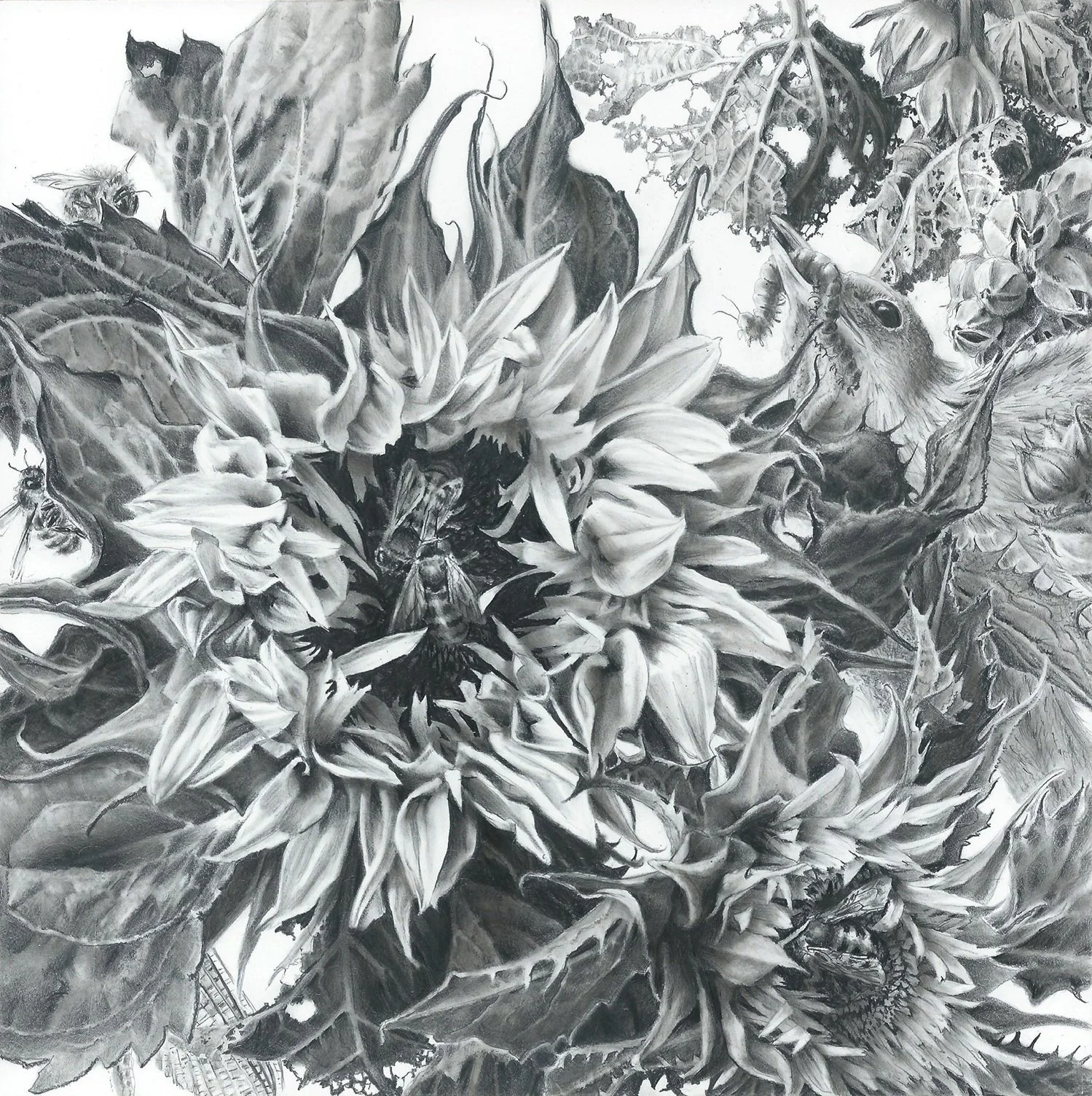 Stephanie Anderson — Bernay Fine Art