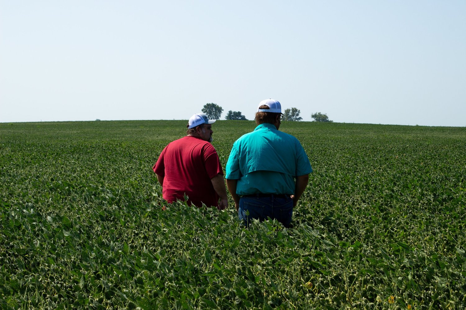 Seed — Wehmeyer Seed Company