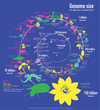 Genome Sizes Explained: Comparing DNA Size Across Species (Infographic ...