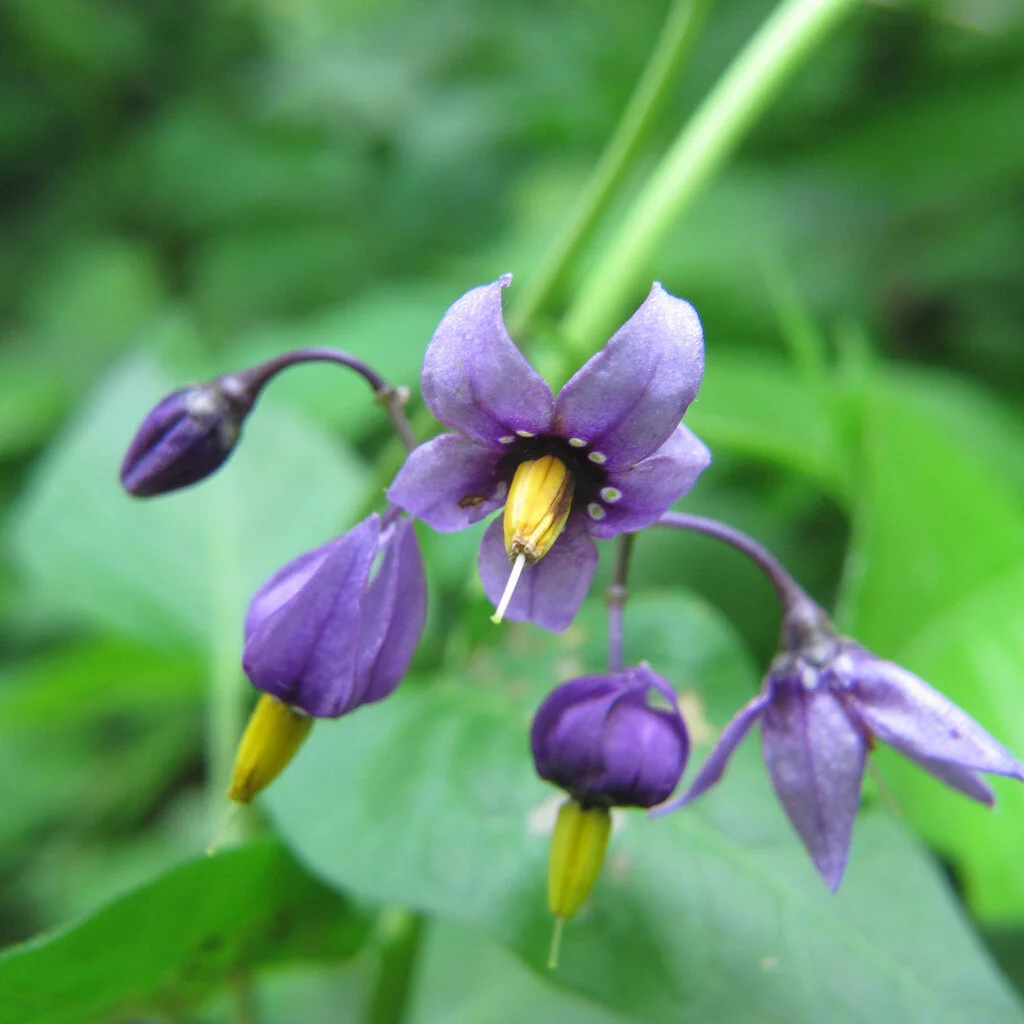 Belladonna Meaning And Definitions – NQETJ