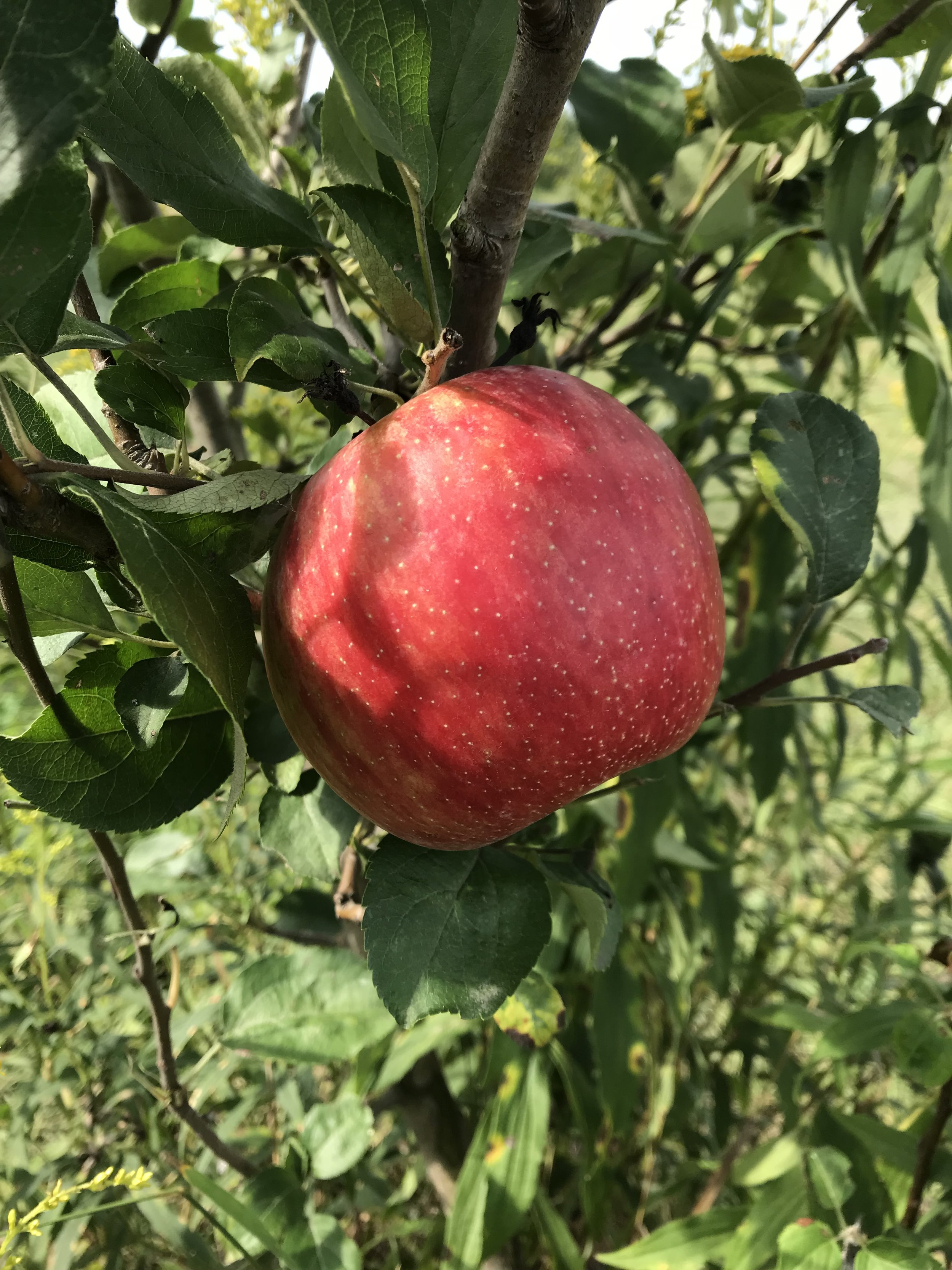 Fresh Produce — Legend Hills Orchard
