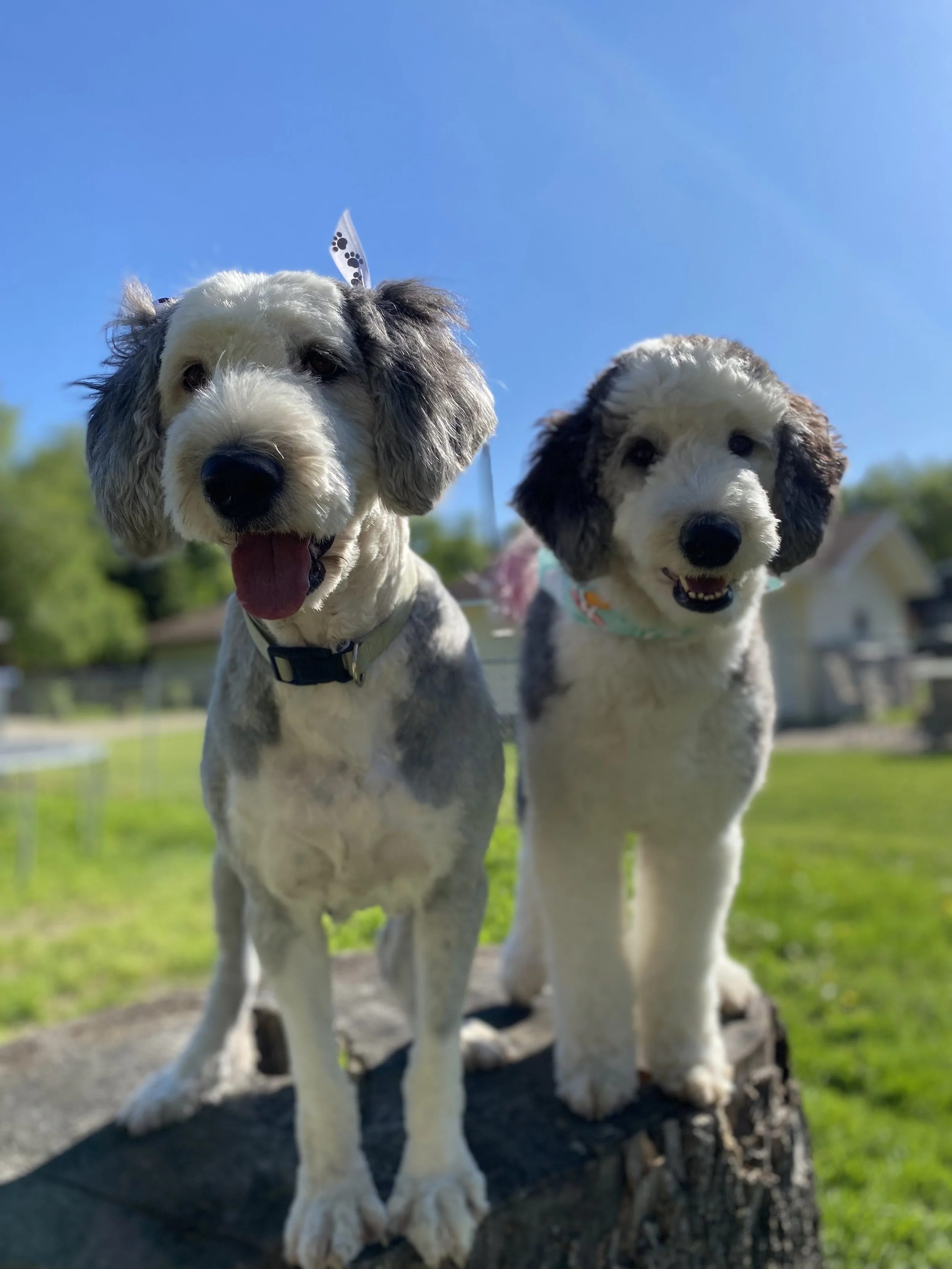 About Red River Doodles - Red River Doodles