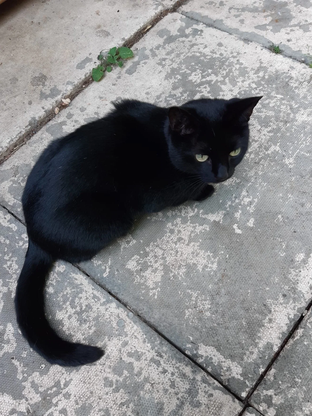 Lissenden Gardens - Lissenden Cat Collective