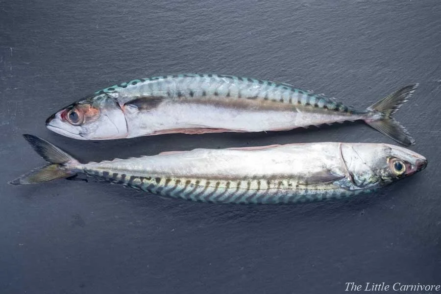 Fish in a raw diet — The Little Carnivore