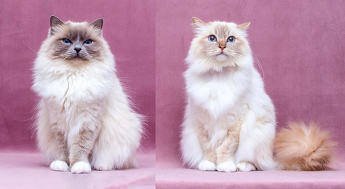 Birman vs Ragdoll — The Little Carnivore