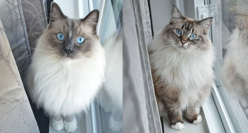 Birman vs Ragdoll — The Little Carnivore