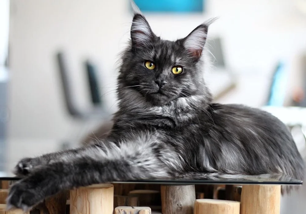 Maine Coon vs Sibérien — The Little Carnivore