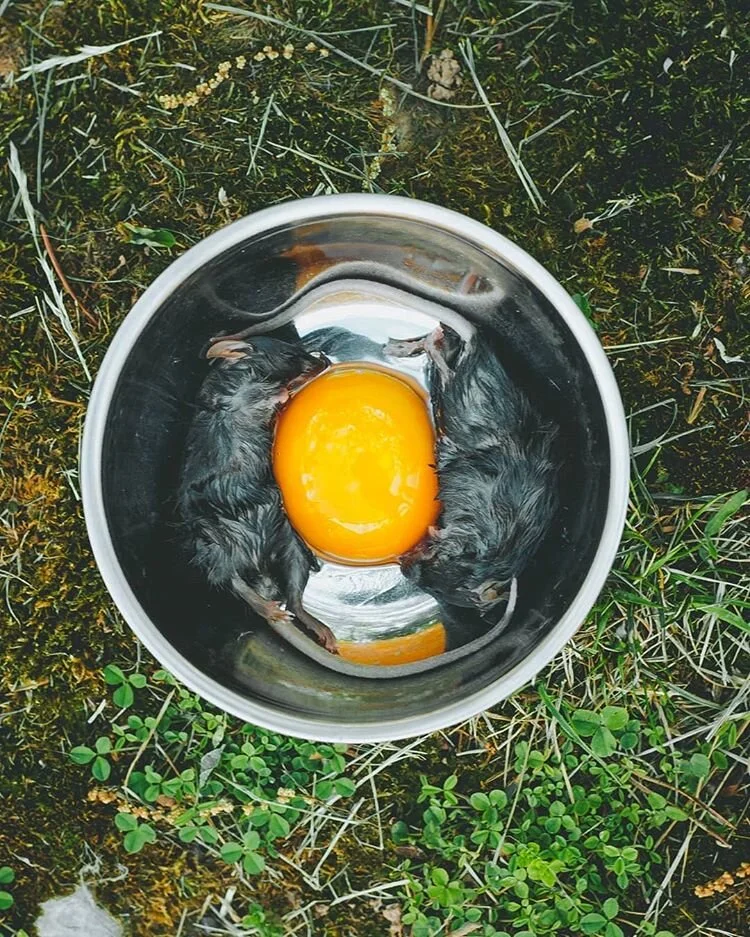 What is whole prey feeding? — The Little Carnivore