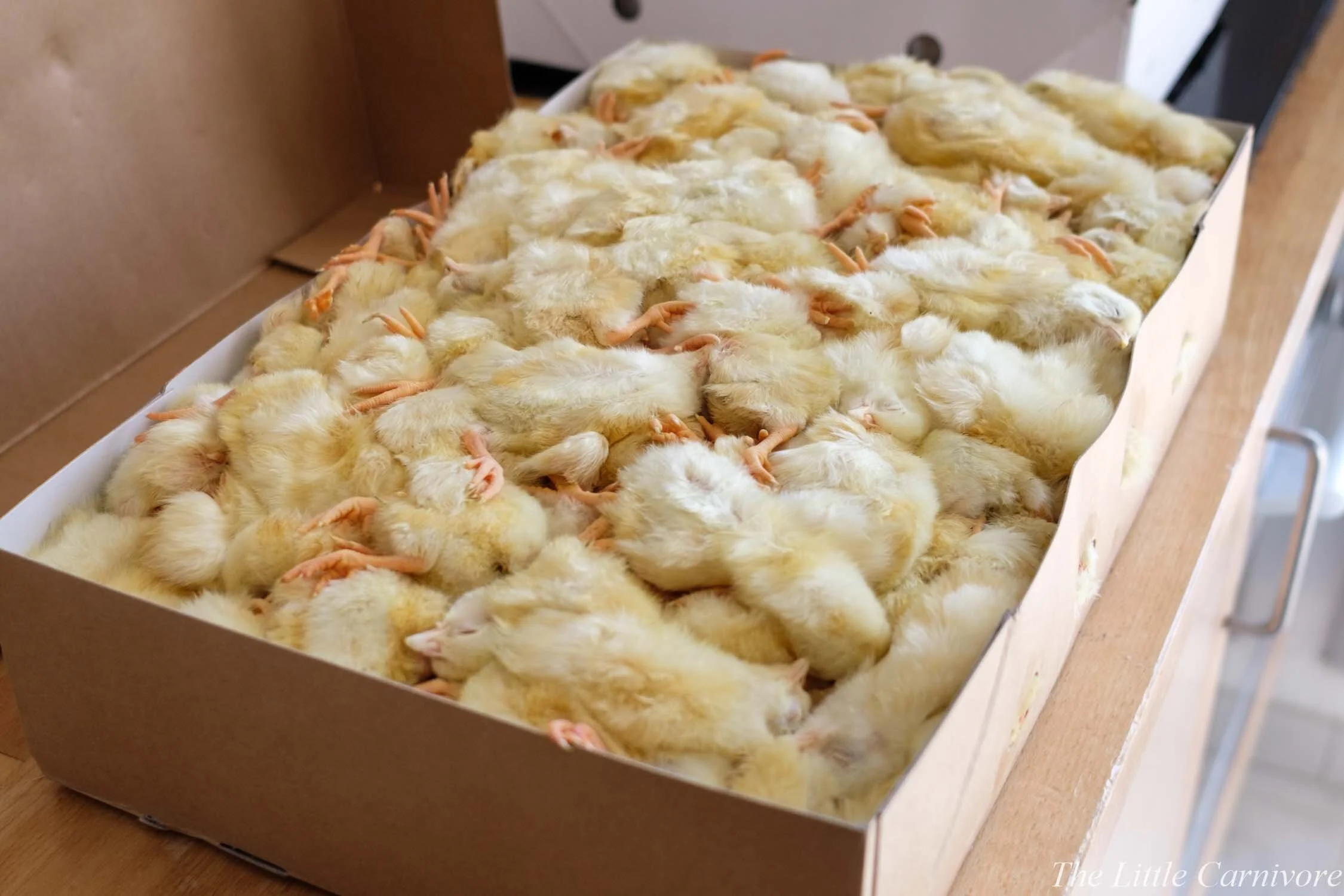 Qu’est ce que le Whole Prey ? — The Little Carnivore