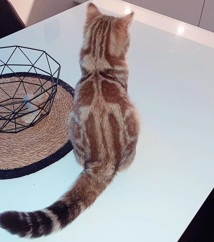 Cat coat: tabby and genetics — The Little Carnivore