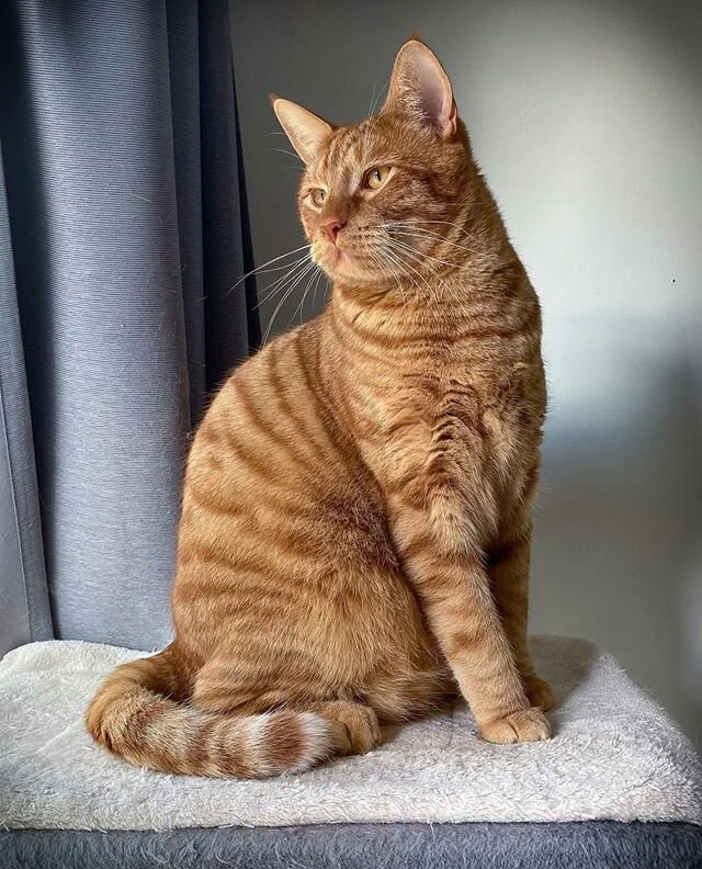 Cat coat: tabby and genetics — The Little Carnivore