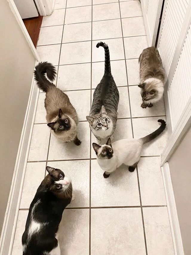 Cat coat: Siamese, point coloration, and albino cats! — The Little ...