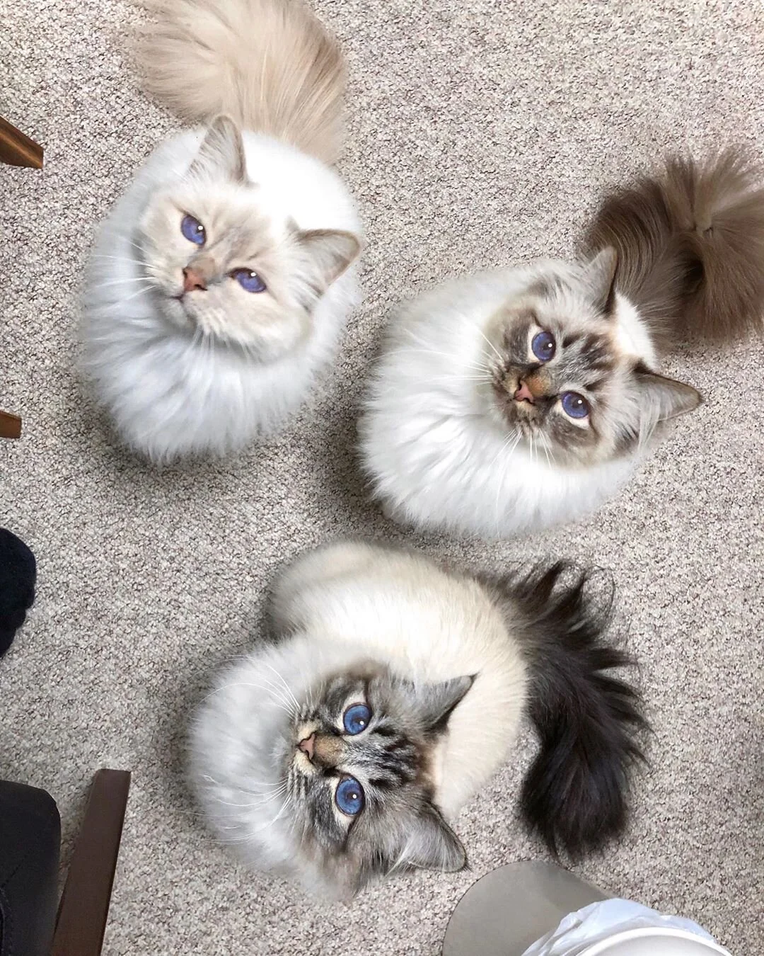 Cat coat: Siamese, point coloration, and albino cats! — The Little ...