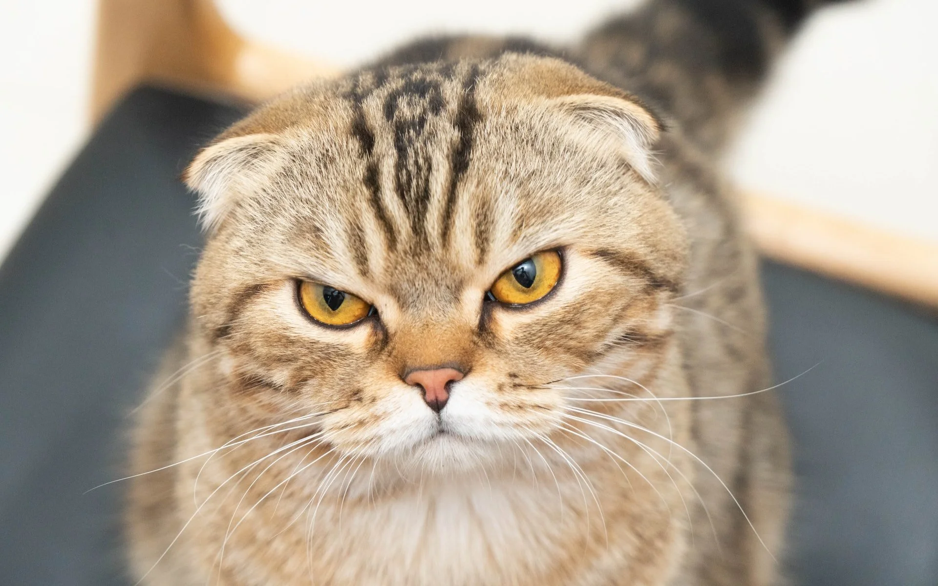 Scottish Fold: It’s Time To Stop The Breeding — The Little Carnivore