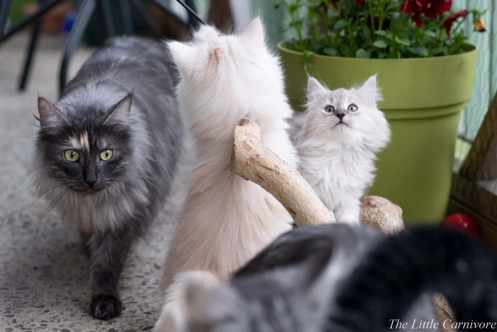 Breeds & Genetics — The Little Carnivore
