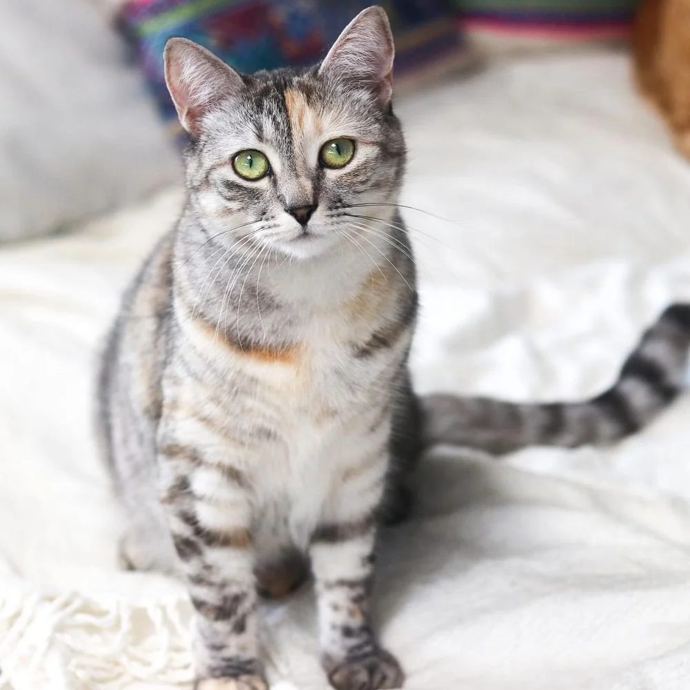 Breeds & Genetics — The Little Carnivore