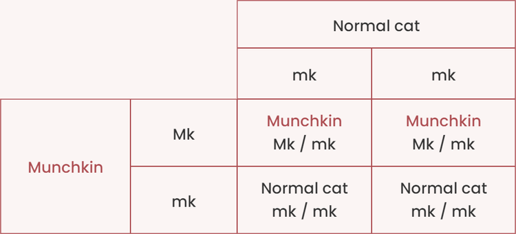Munchkin cat: do they suffer? — The Little Carnivore
