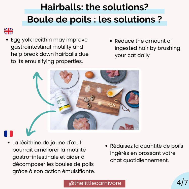 Hairballs in cats: when should you be concerned and how to help? — The ...