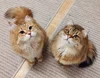 The sunshine color: a new color in the Siberian cats — The Little Carnivore
