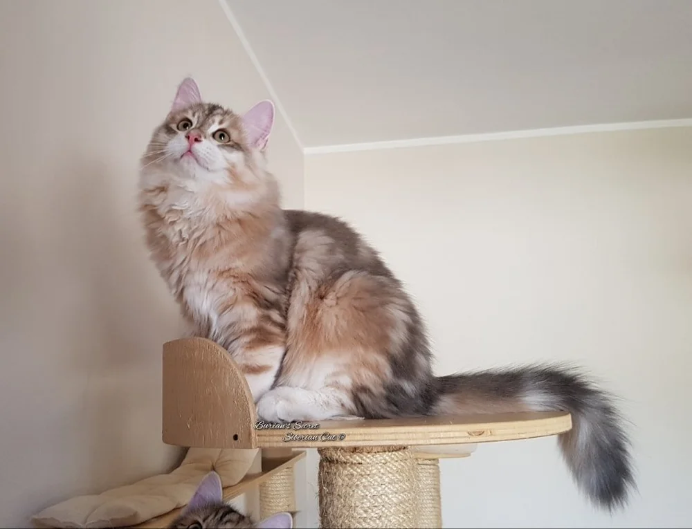 The sunshine color: a new color in the Siberian cats — The Little Carnivore