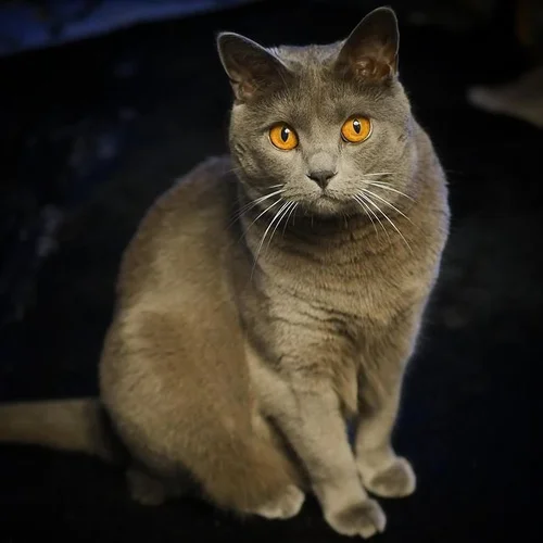 Russian Blue vs Chartreux — The Little Carnivore