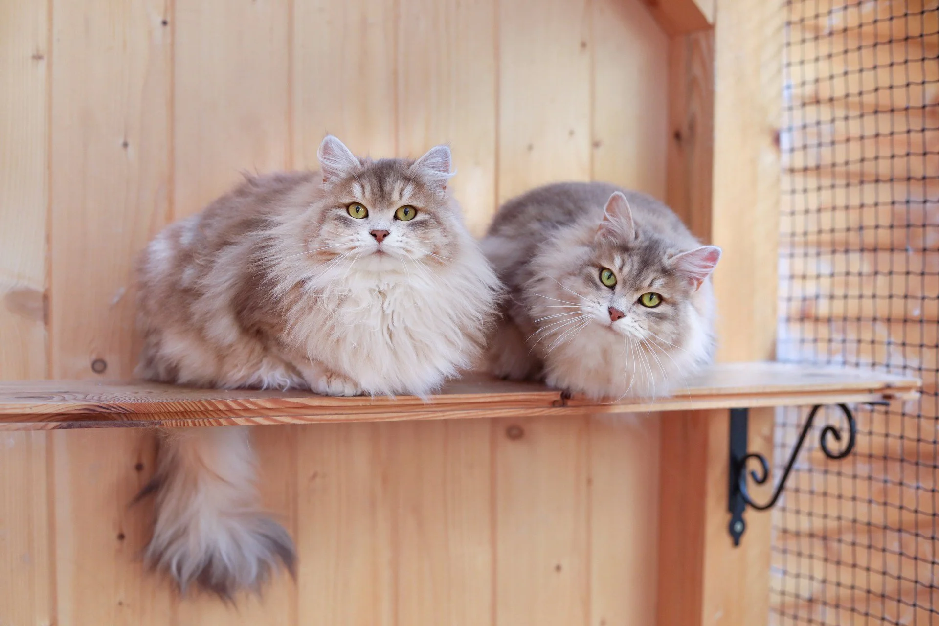 The sunshine color: a new color in the Siberian cats — The Little Carnivore