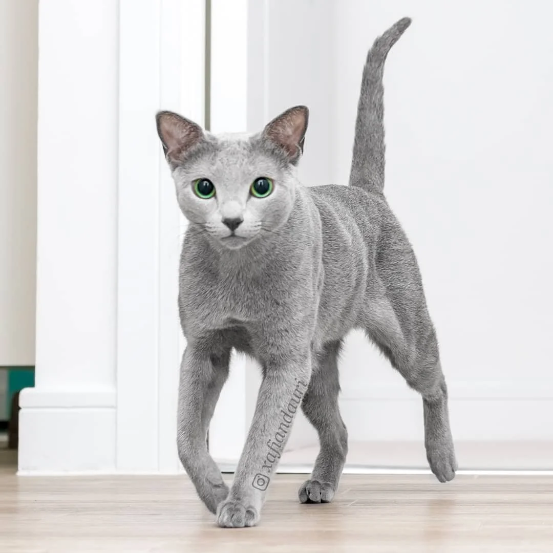 Russian Blue vs Chartreux — The Little Carnivore