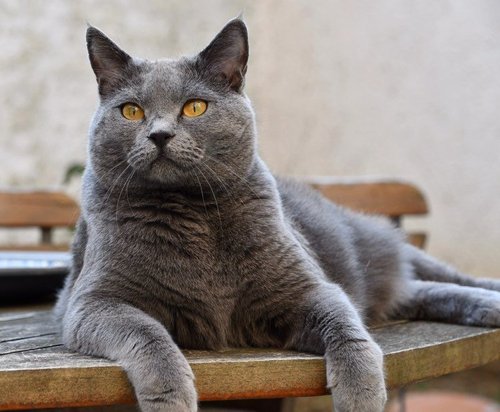 Russian Blue vs Chartreux — The Little Carnivore