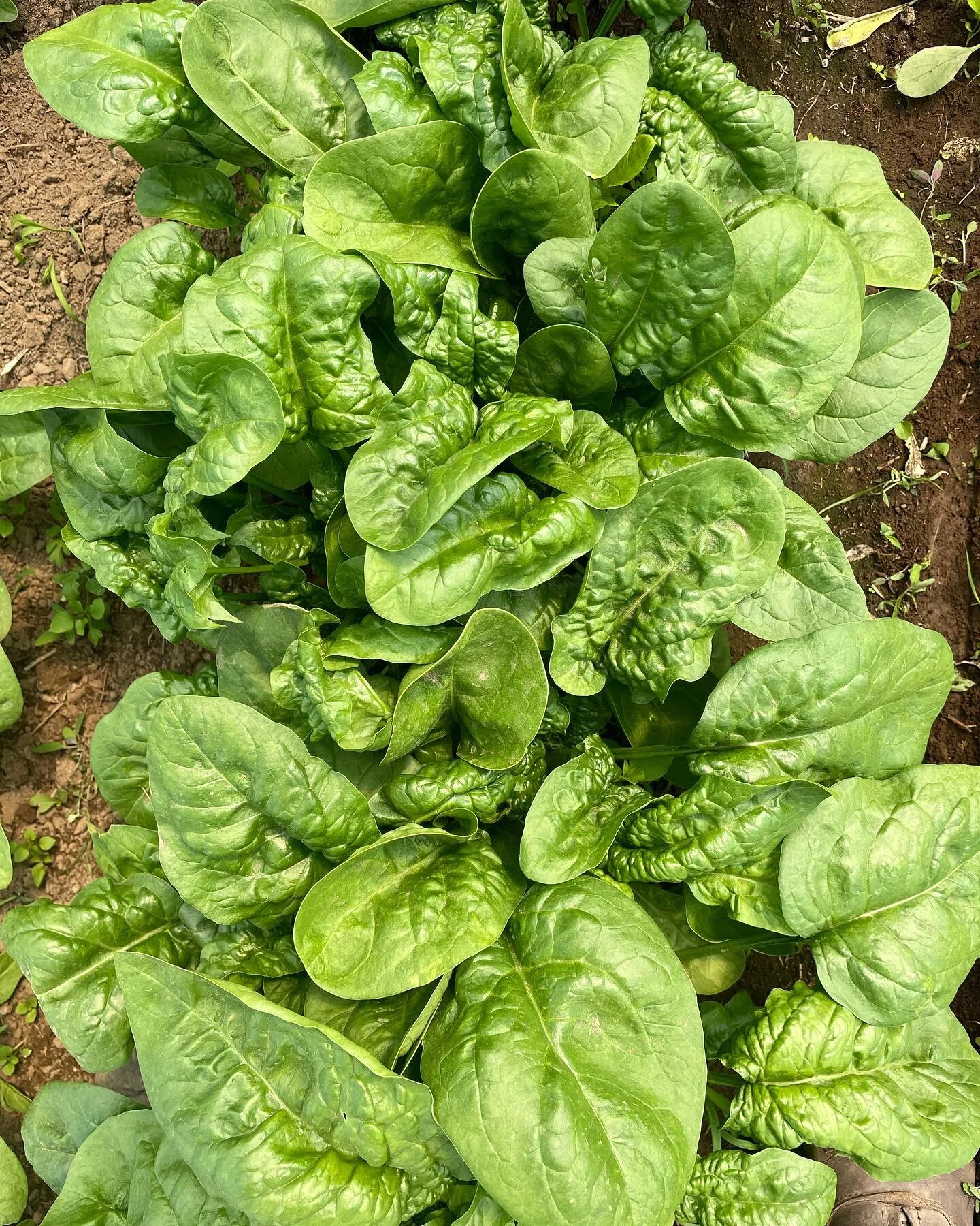 Marilee's Farmstand