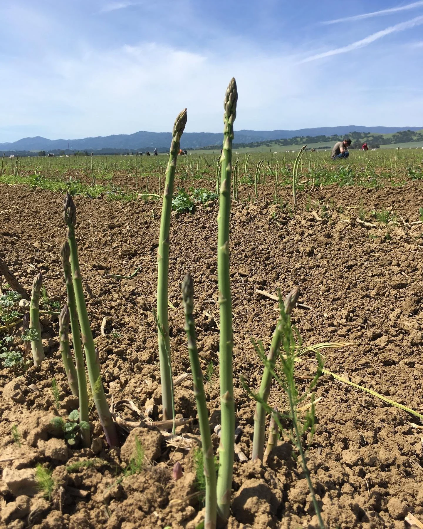 Asparagus Field