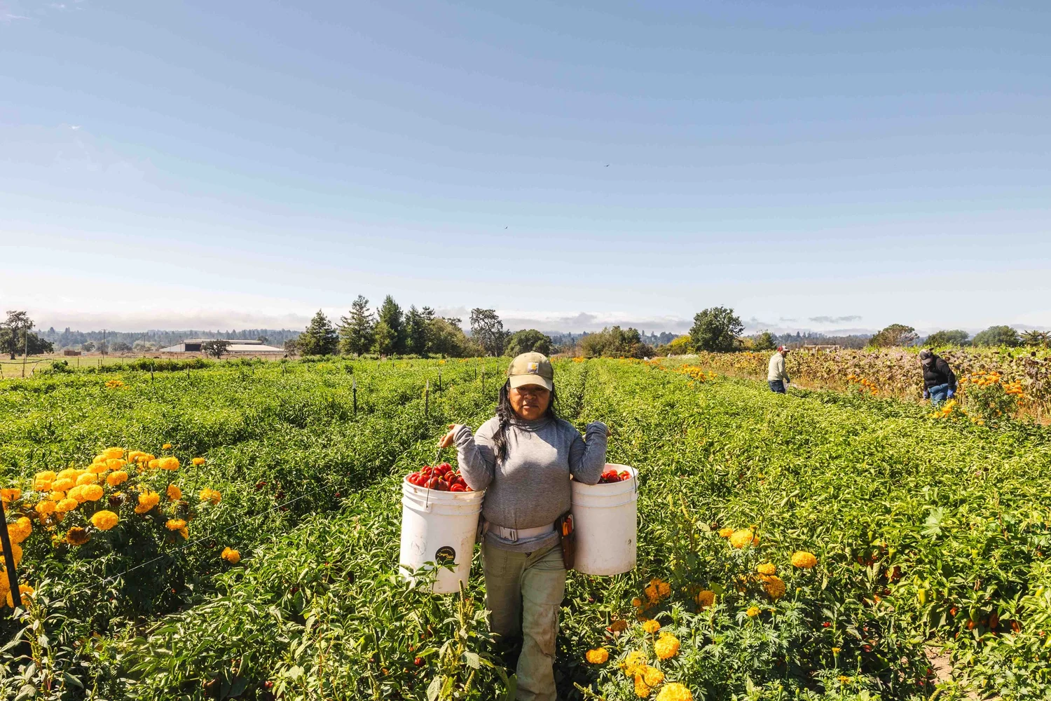 Fresh Produce, Vegetable & Food Delivery | FEED