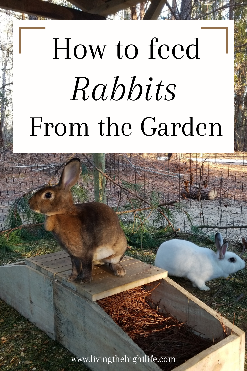 Feeding Rabbits From the Garden. How we plan to feed rabbits without ...