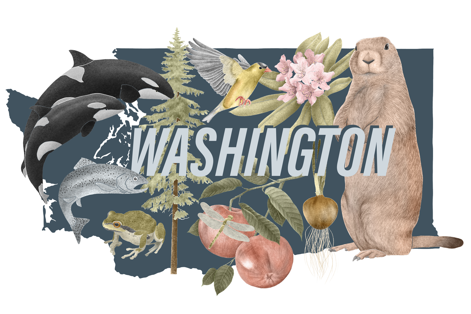 Washington State Symbols — Stacy Hsu Design & Illustration