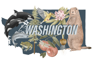 Washington State Symbols — Stacy Hsu Design & Illustration
